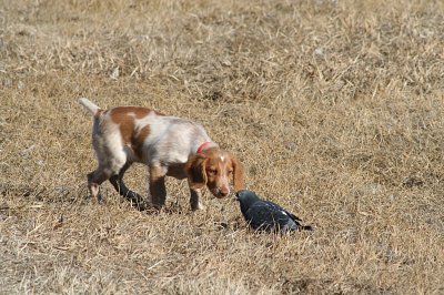 Pointing Dog Training by Hideaway Kennels - Colorado